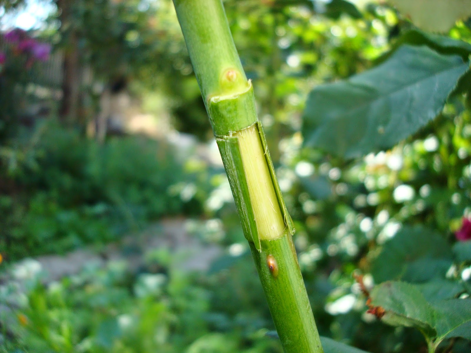 Air Layering Rose Propagation