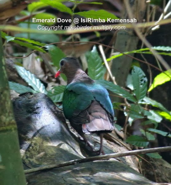 Mike is the name Birding is the game ( Birding in Malaysia - Malaysian ...