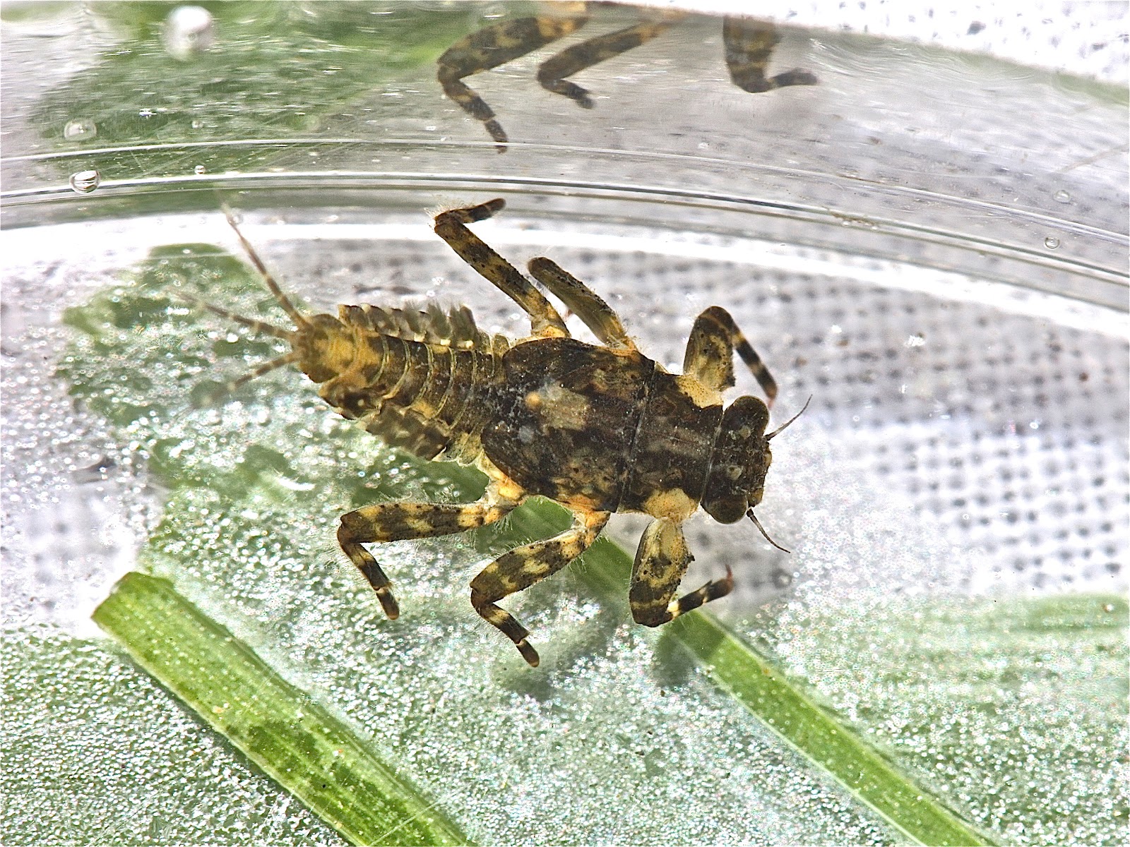 Aquatic Insects of Central Virginia: EPT Species List for Central ...