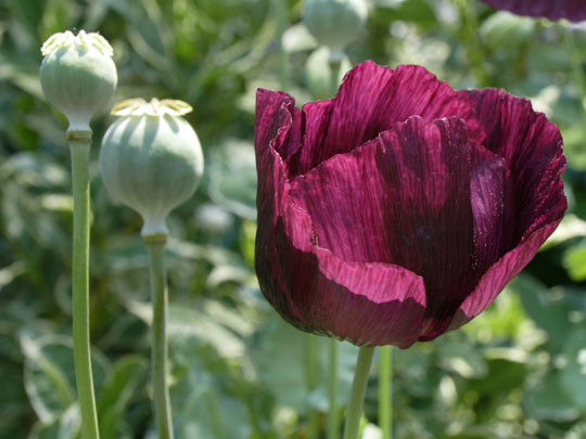 Ayurvedic Gyan: # Afim ,अफीम,Opium Poppy (Papaver somniferum )