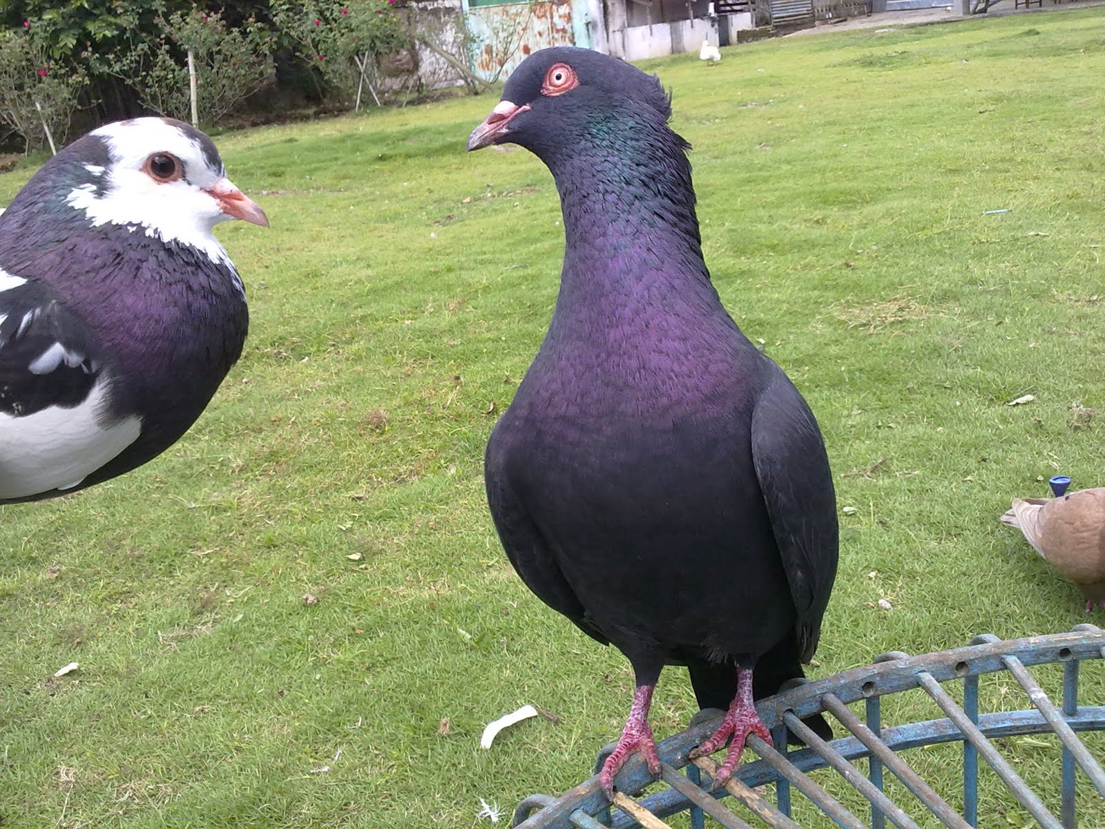 BlueWings YL: Merpati tinggi aduan