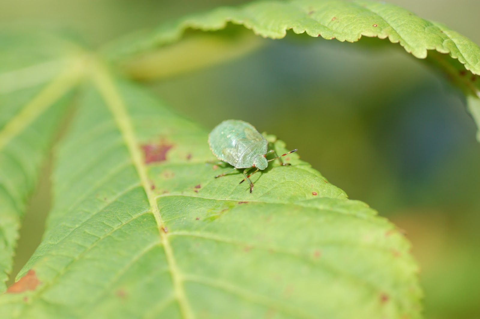 Naturblog: Biotopopgave 1.del / 10 dyr i mit biotop