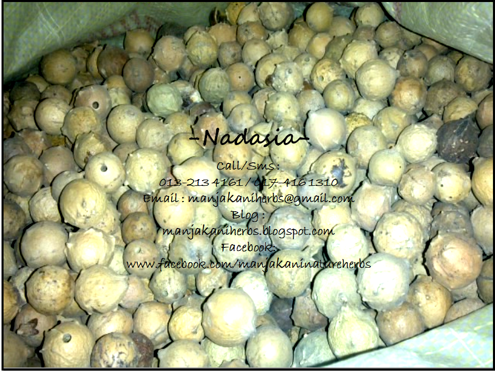 Manjakani Herbs: Buah Manjakani Asli