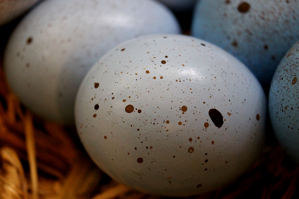 Grimmskram: Gefakte Eier