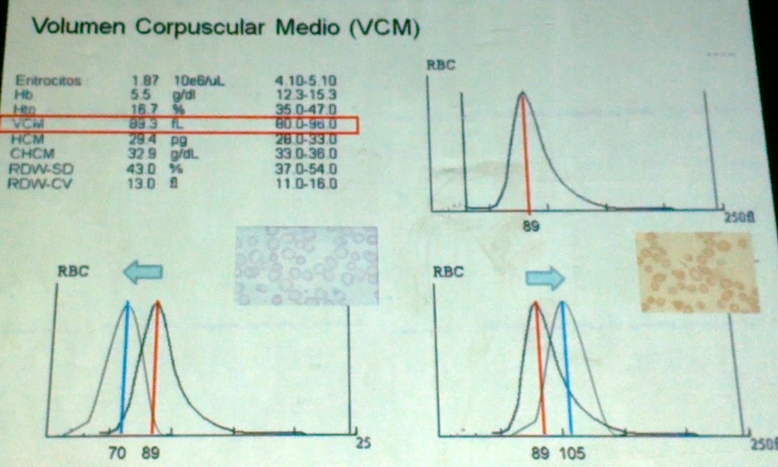 FISIOLOGIA: FISIOLOGÍA DE LA SANGRE