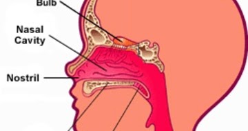 DIAGRAM OF THE HUMAN NOSE: The Nose