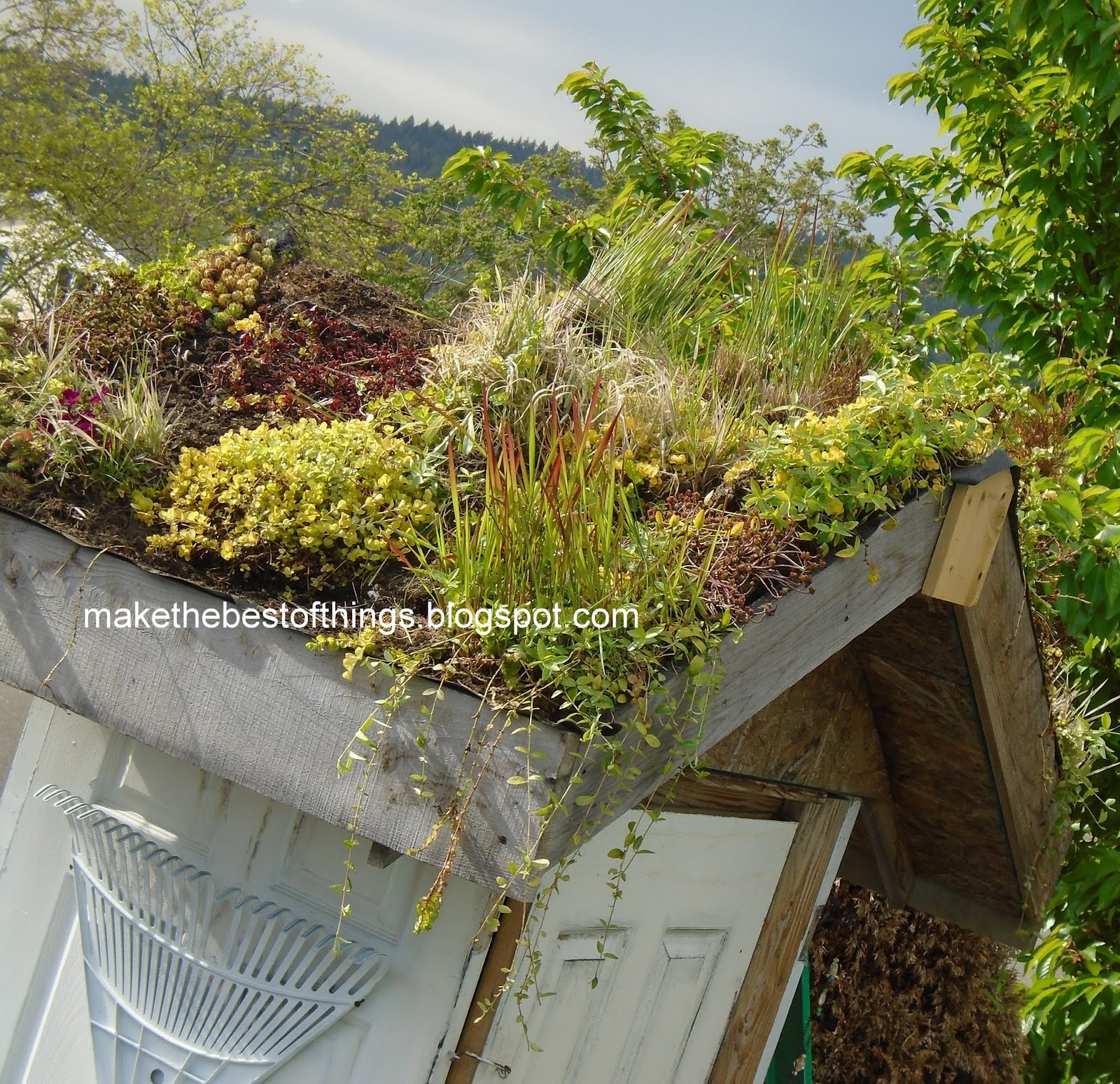 Make The Best of Things: A Living Plant Roof On Our Shed