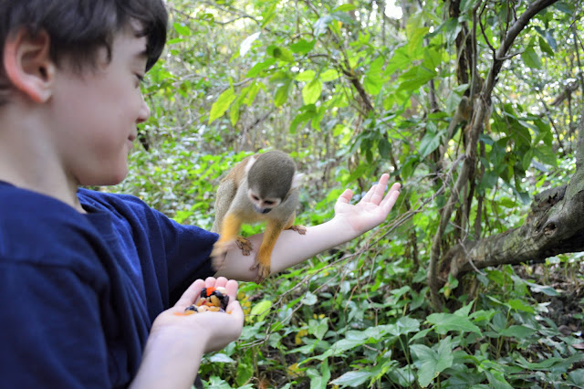 The Hermit Crabs Homeschool: Primate Rain Forest