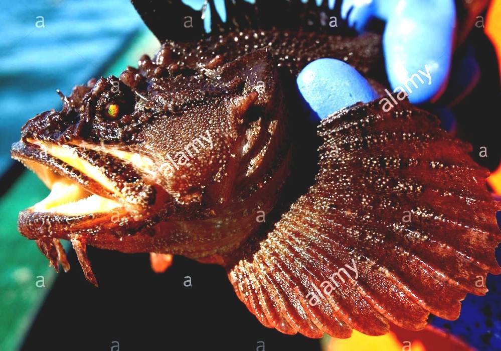 Sea Raven - Raven Fish