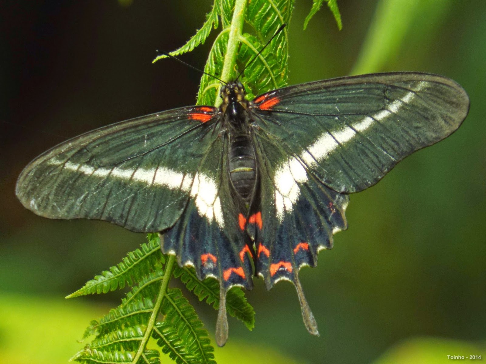 Borboletas e Mariposas: Mimoides lysithous (Hübner, [1821])