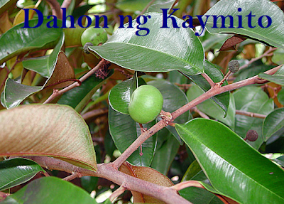 Herbal Remedies For Sickness: Dahon ng Kaymito/Star Apple Leaves
