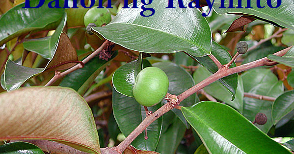 Herbal Remedies For Sickness: Dahon ng Kaymito/Star Apple Leaves