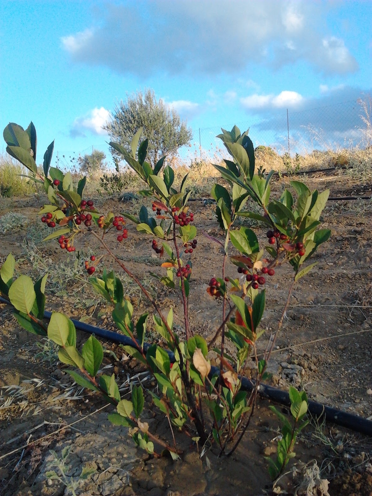 farm-aronia: ΦΩΤΟΓΡΑΦΙΕΣ