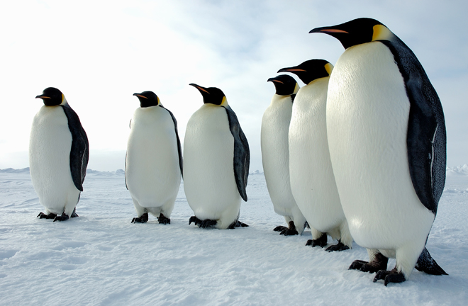 The Biology Blog: Emperor Penguins Rotate Through Giant Huddle for Warmth