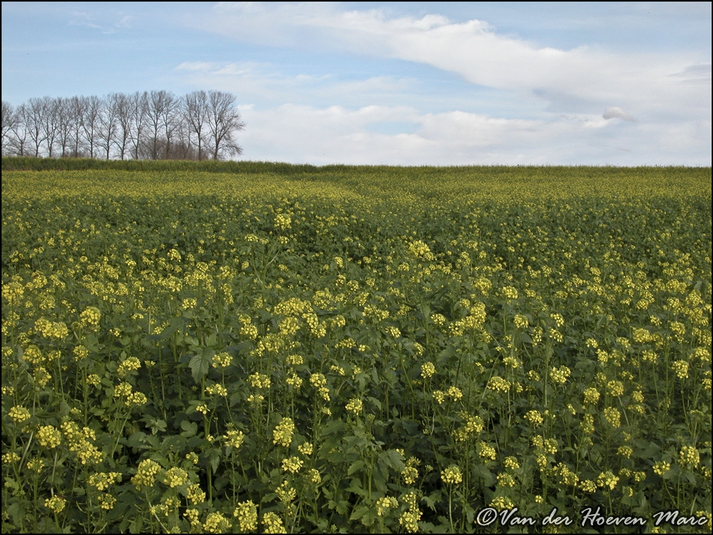 Landelijk Aaigem: Wandeling naar Ressegembos