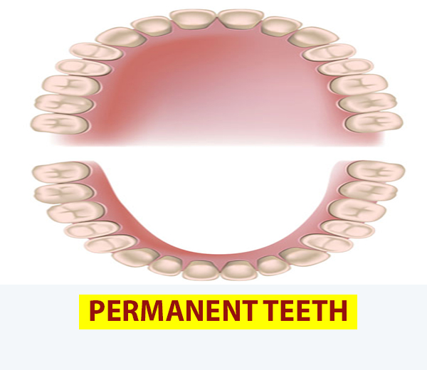 Notes for Dental Technicians: PERMANENT TEETH or ADULT TEETH