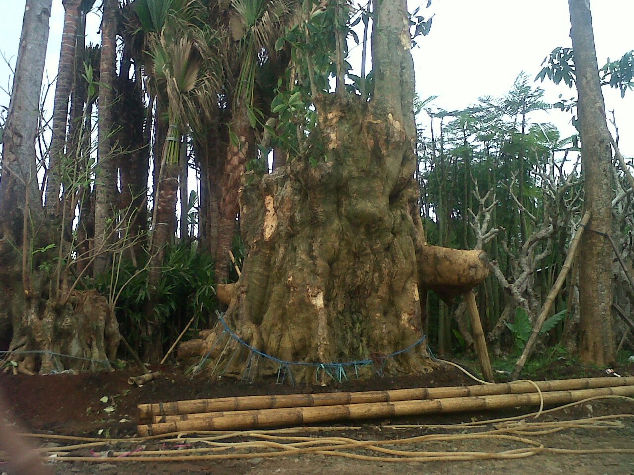 Pohon Pulai / Pohon Pule ~ Arya Flower Landscape