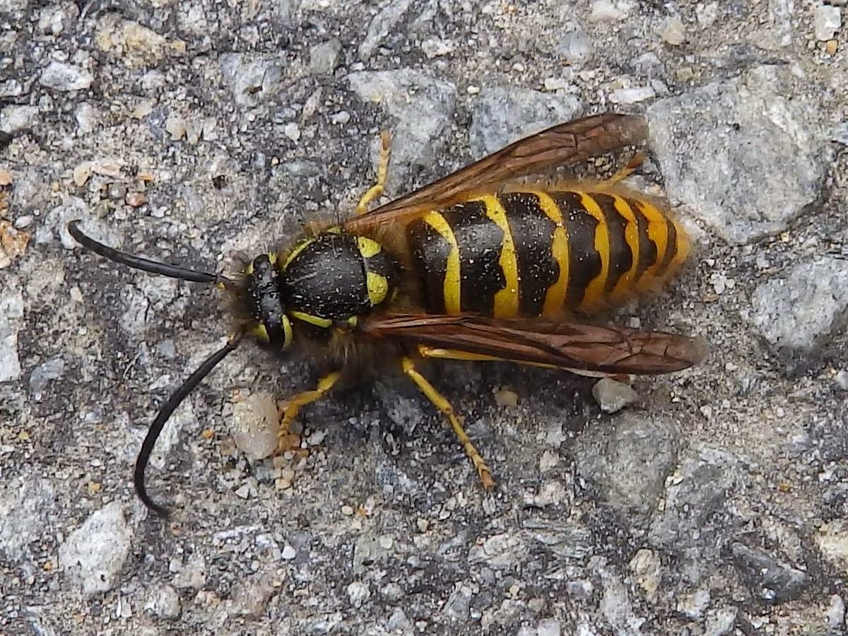 Club nature de l'Aubinière: Les insectes