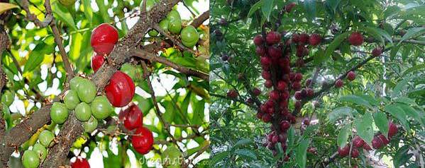 Shahkb Online: Whatsapp 017 930 6329: MAHKOTA DEWA – CIRI-CIRI TANAMAN ...