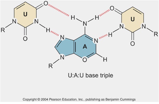 My Scientific Blog - Research and Articles: RNA Structure and Functions