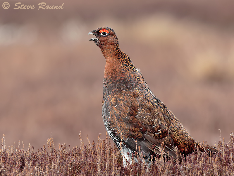 Steve Round Wildlife Photography: Moorland Species