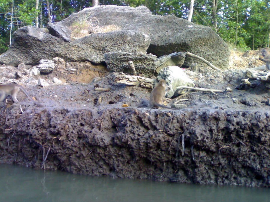 PAKEJ KE LANGKAWI TRAVEL & TOUR: MANGROVE SUNGAI KILIM