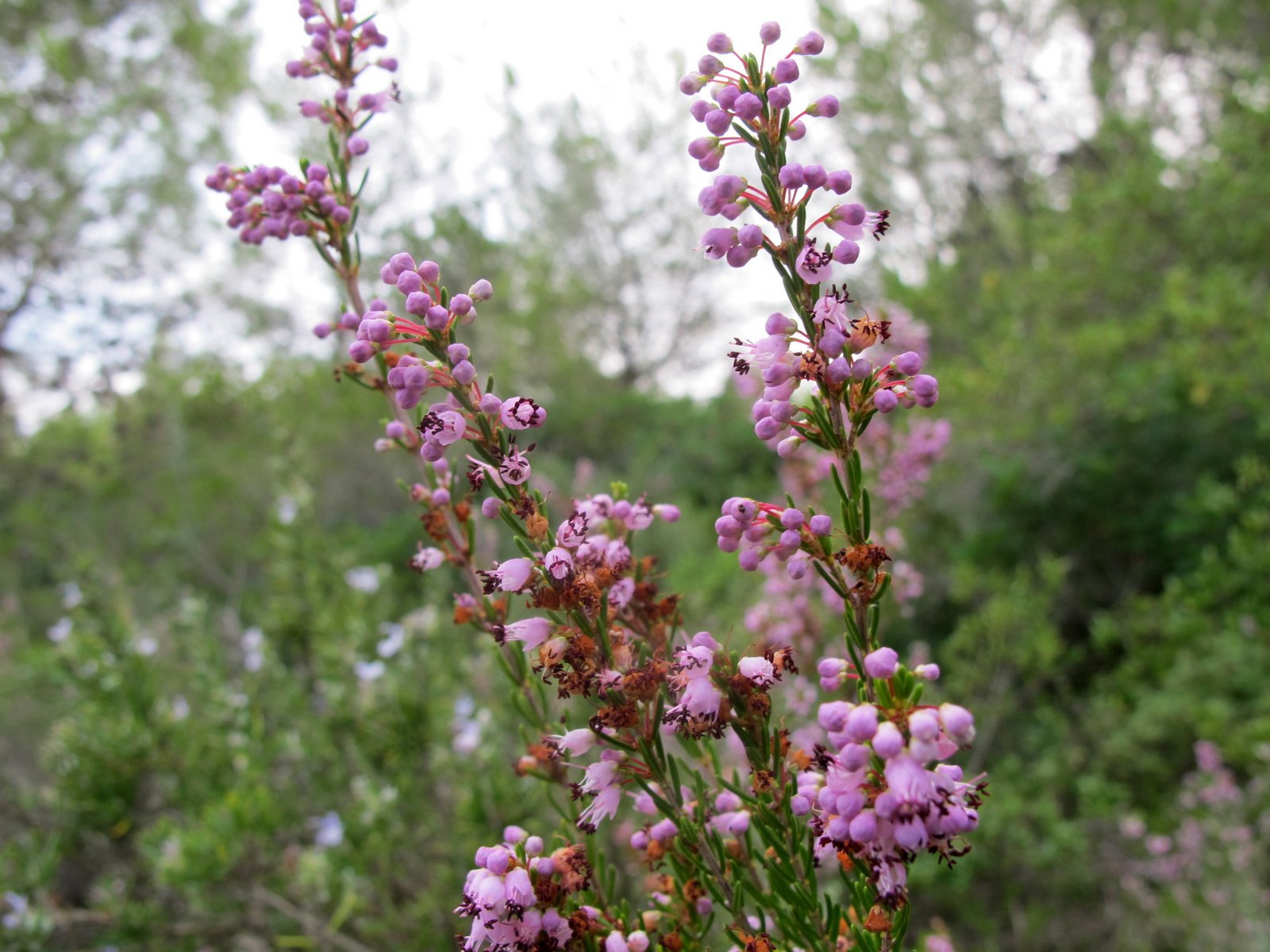 FLORA NEL SALENTO e.. anche altrove: Erica forskalii Vitm. = E ...