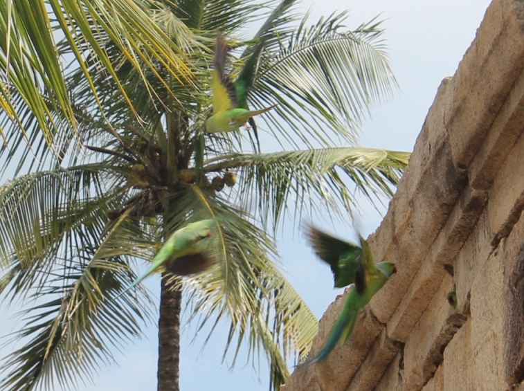 Parakeets of Sri Vaikundam!!! | My Travelogue - Indian Travel Blogger ...