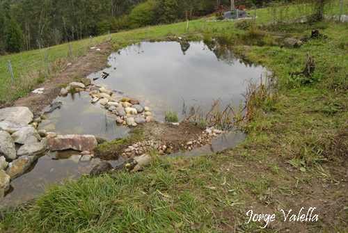 Isocero: Mi charca para fauna (Garden Pond)