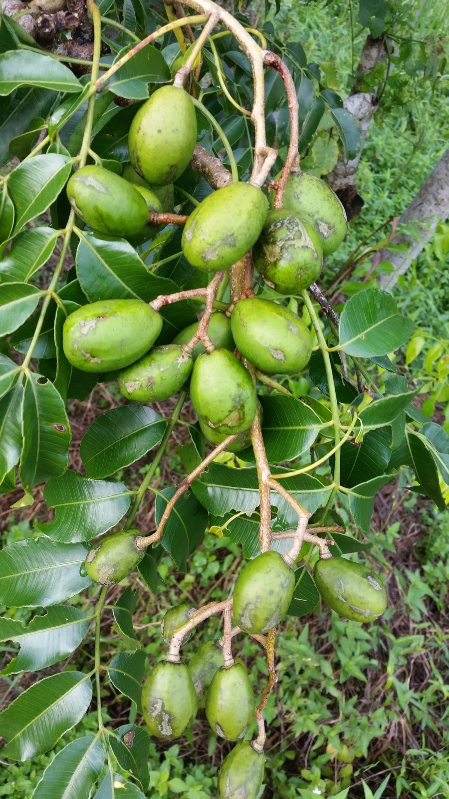 Warisan Petani: Pokok Kedondong Hybrid.