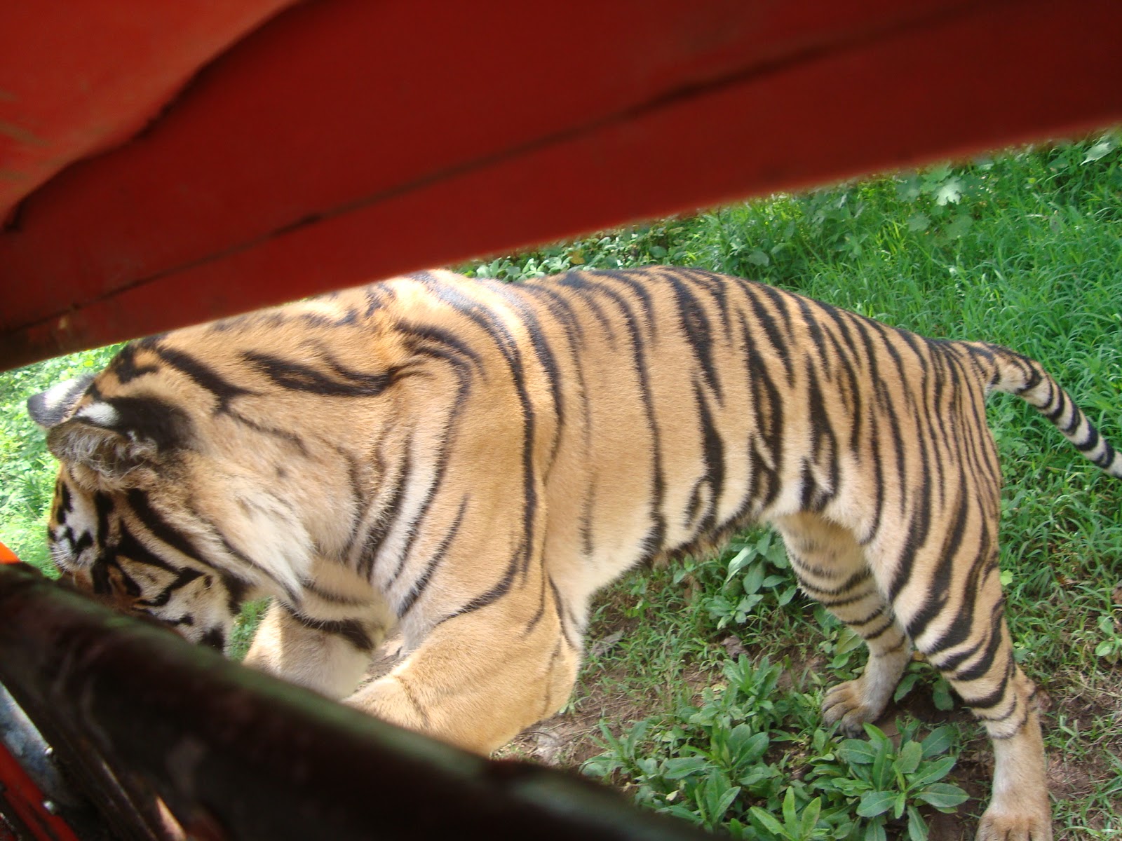 "Zoobic Safari" Subic Zambales Philippines