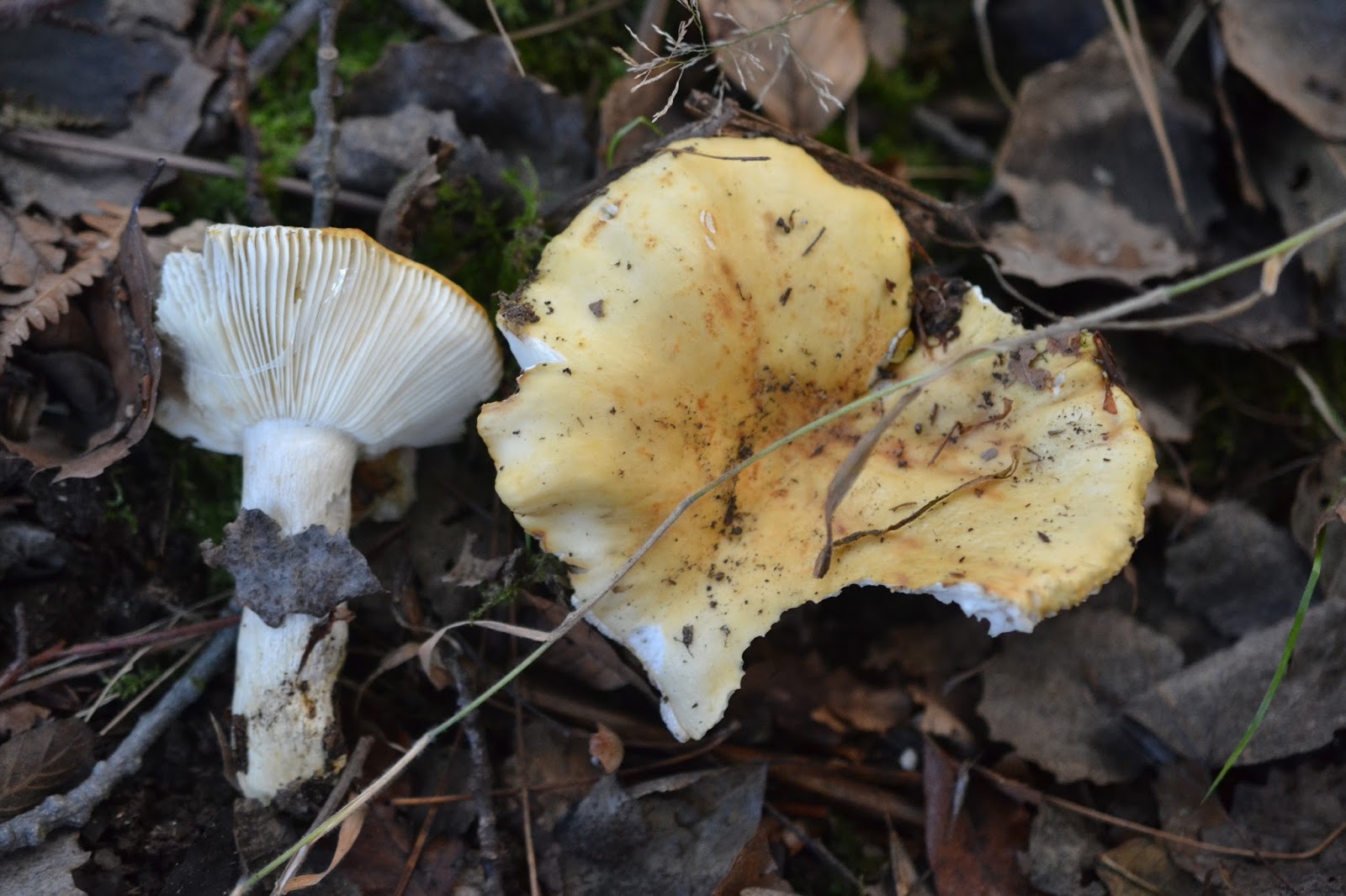 Estudio de la micologia: Russula Pectinata.