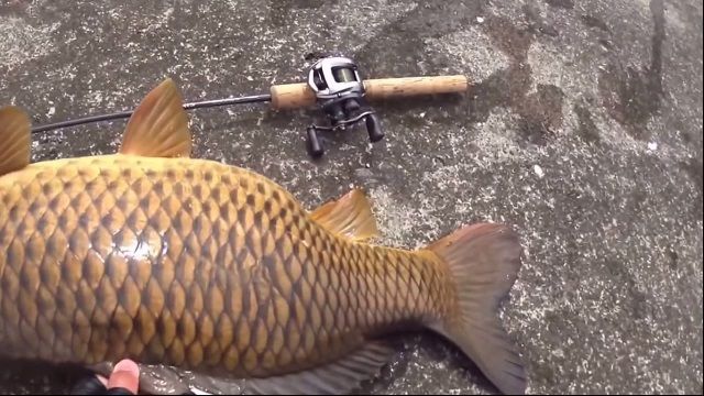 Gambar Ikan Mas Besar Lengkap Dan Unik - Rahasia Trik Mancing