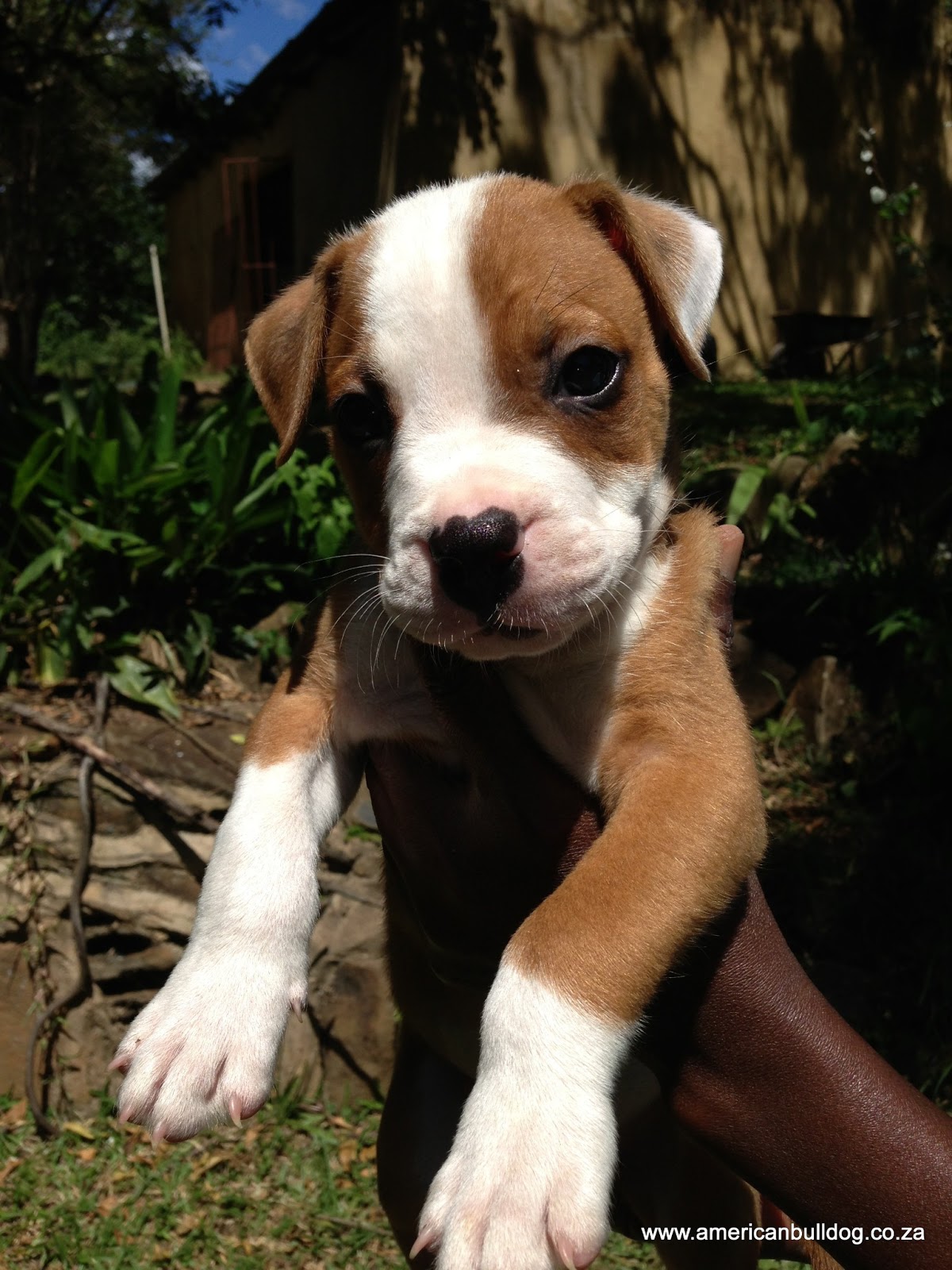 Marina's Blue American Bulldogs South Africa