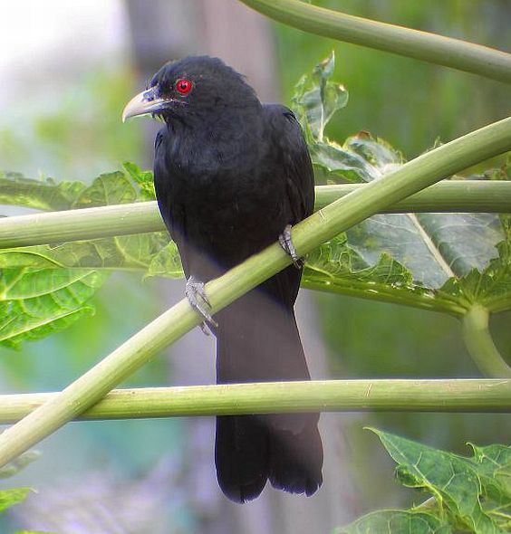 MY NOTES: Birds(check list)