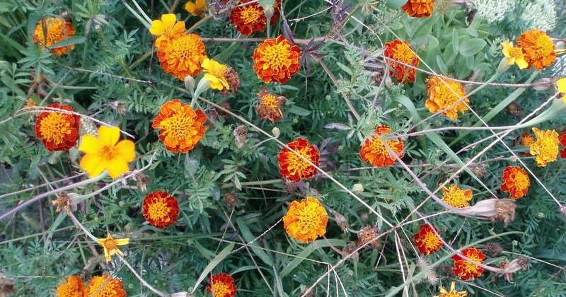 Blogul Simonei: Crăițe