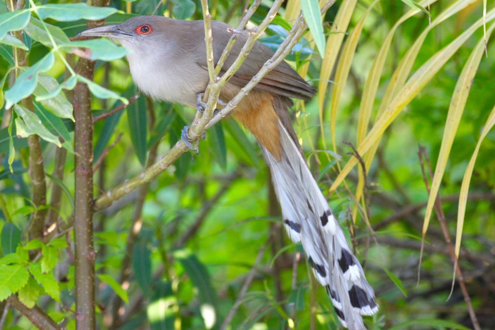 Photographicbirdlistomania: Great Lizard-Cuckoo (Coccyzus merlini ...