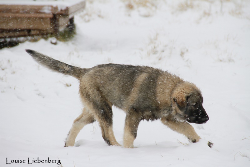 Predator Friendly Ranching : Rex, the steady one