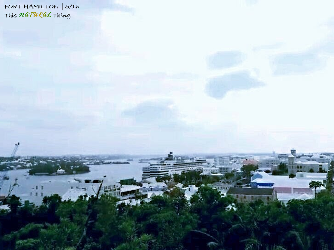 This NATURAL Thing: Fort Hamilton | Top of the City