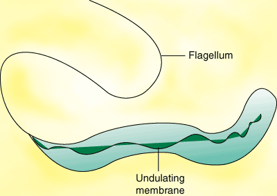 Infection Landscapes: Trypanosomiasis Part 1: Sleeping Sickness