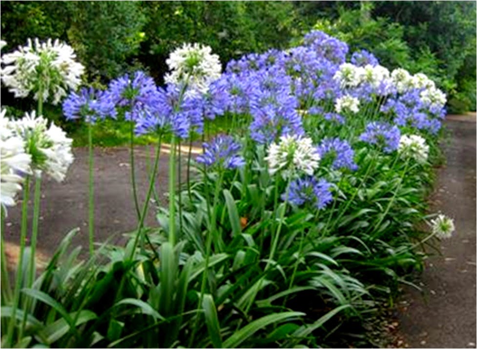 PLANTAS MÁGICAS: CUIDADOS DEL AGAPANTHUS, JARDINERIA