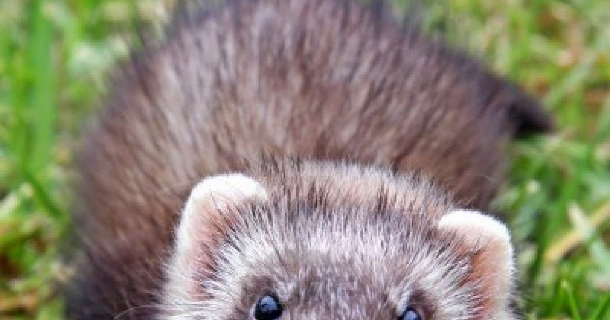 Cara Memelihara Ferret | Drh. Fira Sovica