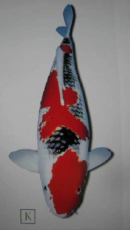 Beautysmile-Koi: Appreciation of Goshiki