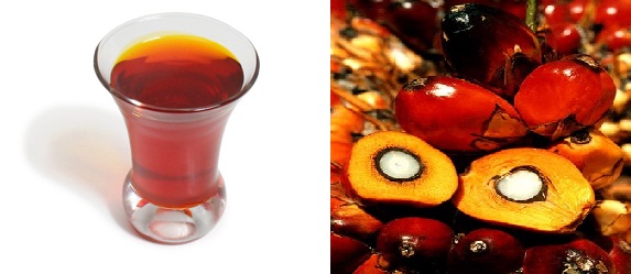 Dendê - Elaeis guineensis