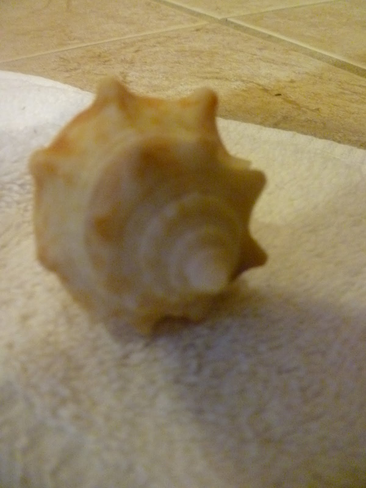 SHELLS! COLLECTING, STUDYING, CLASSIFYING THEM AND CRAFTS - Mama to 6 ...