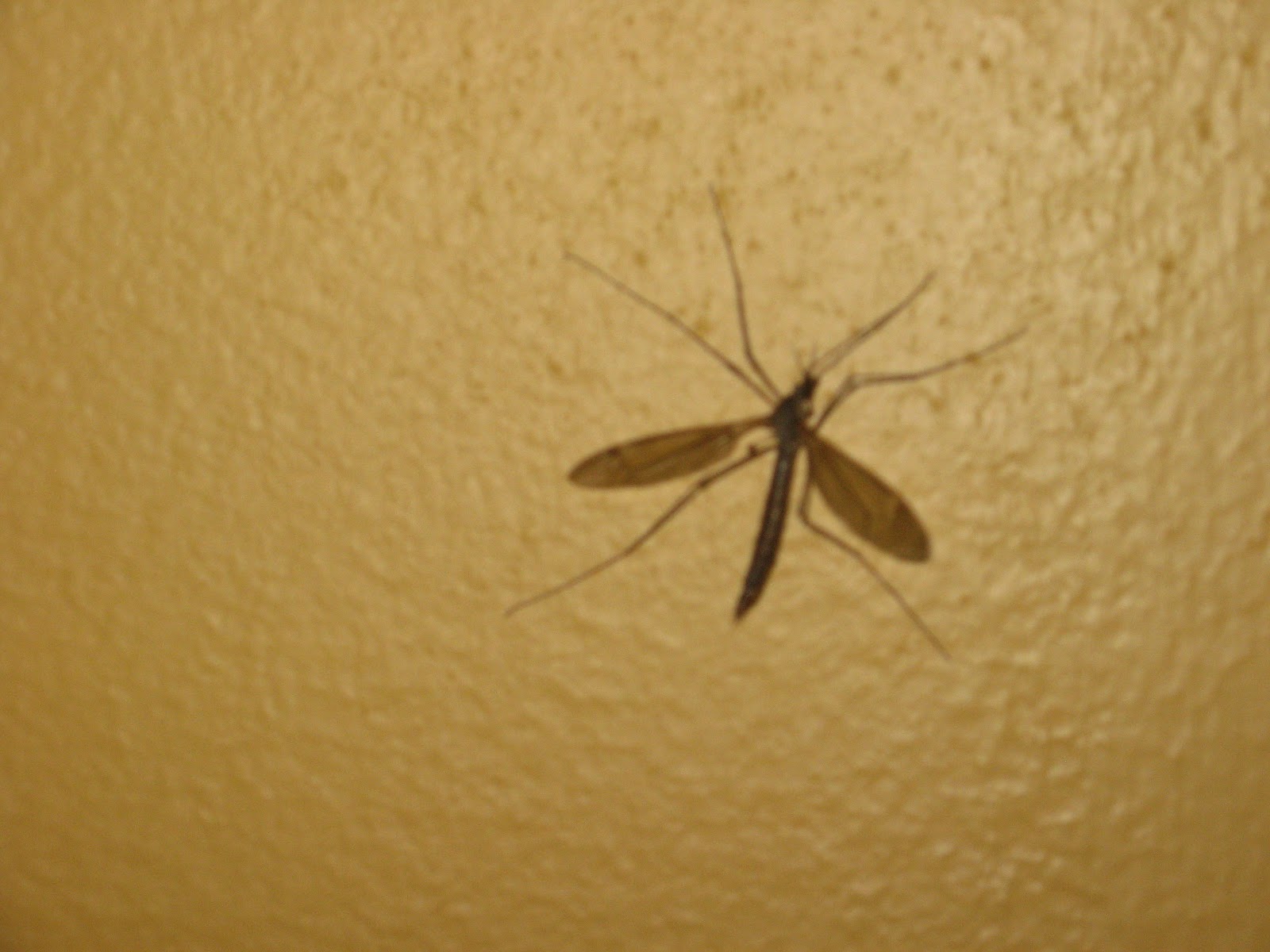 Prime Pest Solutions: Mosquitoes-"Little Flies"