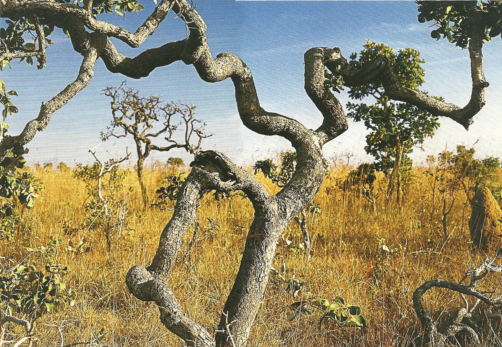 CERRADO: DO CIENTÍFICO AO POÉTICO: MITO DA MANDIOCA