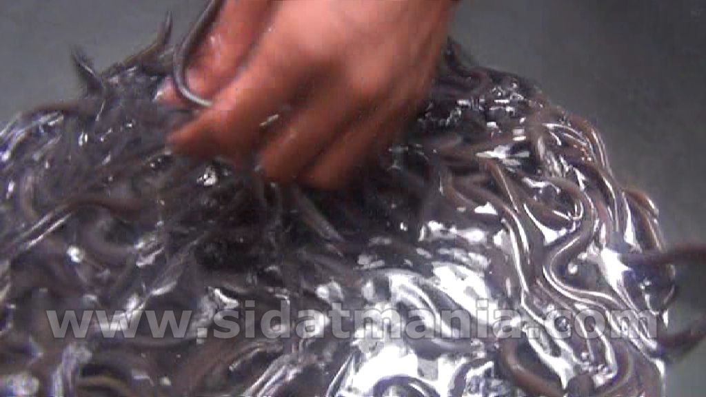 Ikan Sidat Ukuran Elver Jenis Bicolor | Foto Ikan Sidat