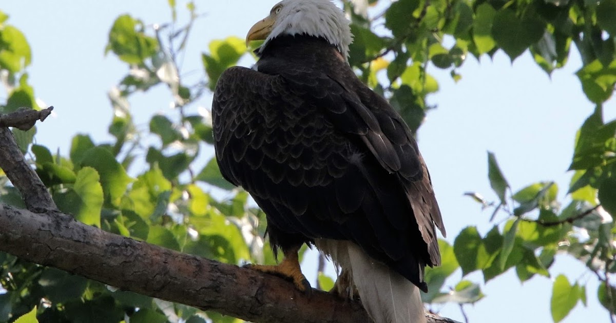 Birds from Behind : Ottawa National Wildlife Refuge...still catching up!...