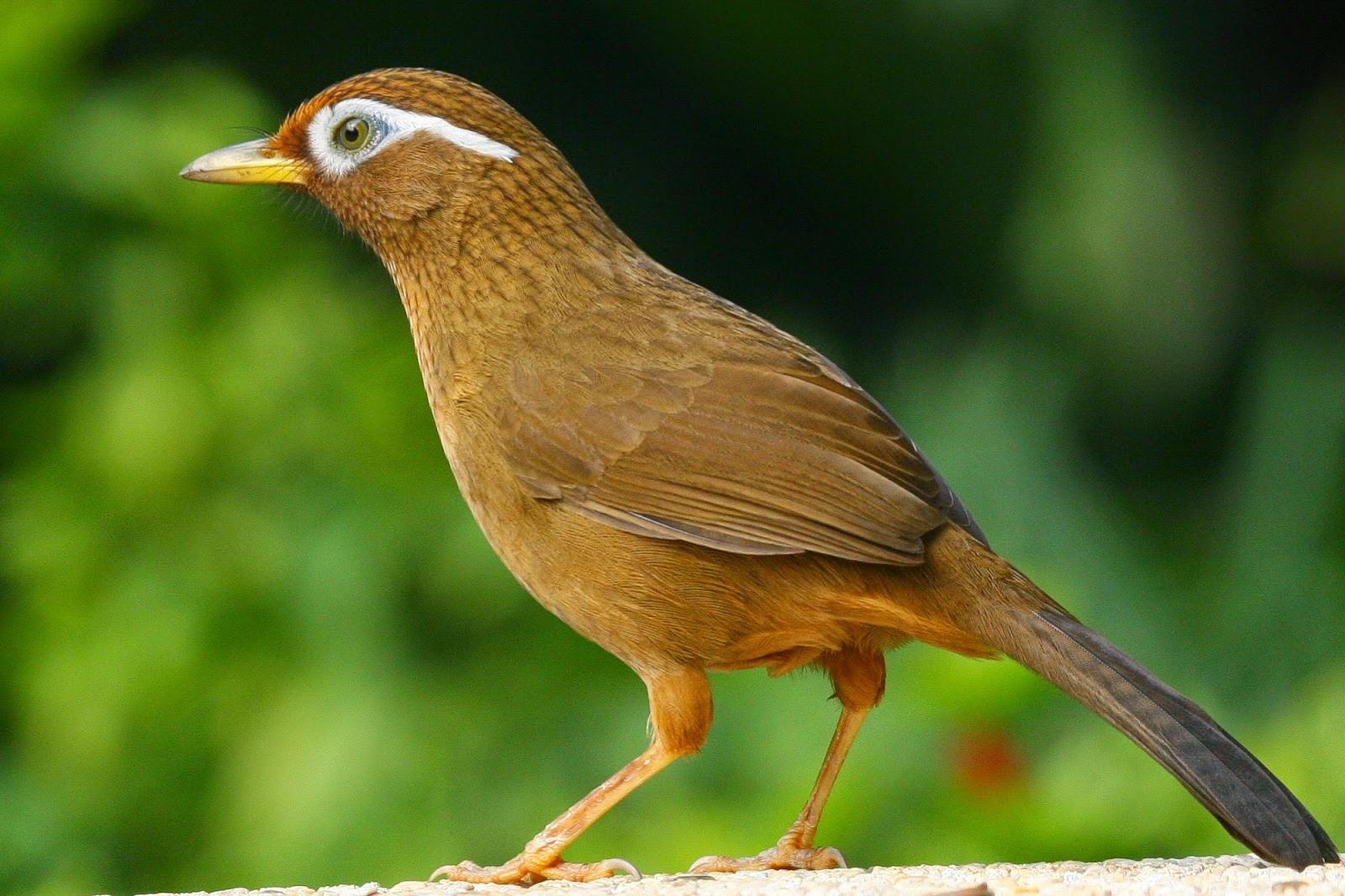 Giới thiệu câu lạc bộ chim hot hà thành | Chim canh - Cay canh - Chim ...